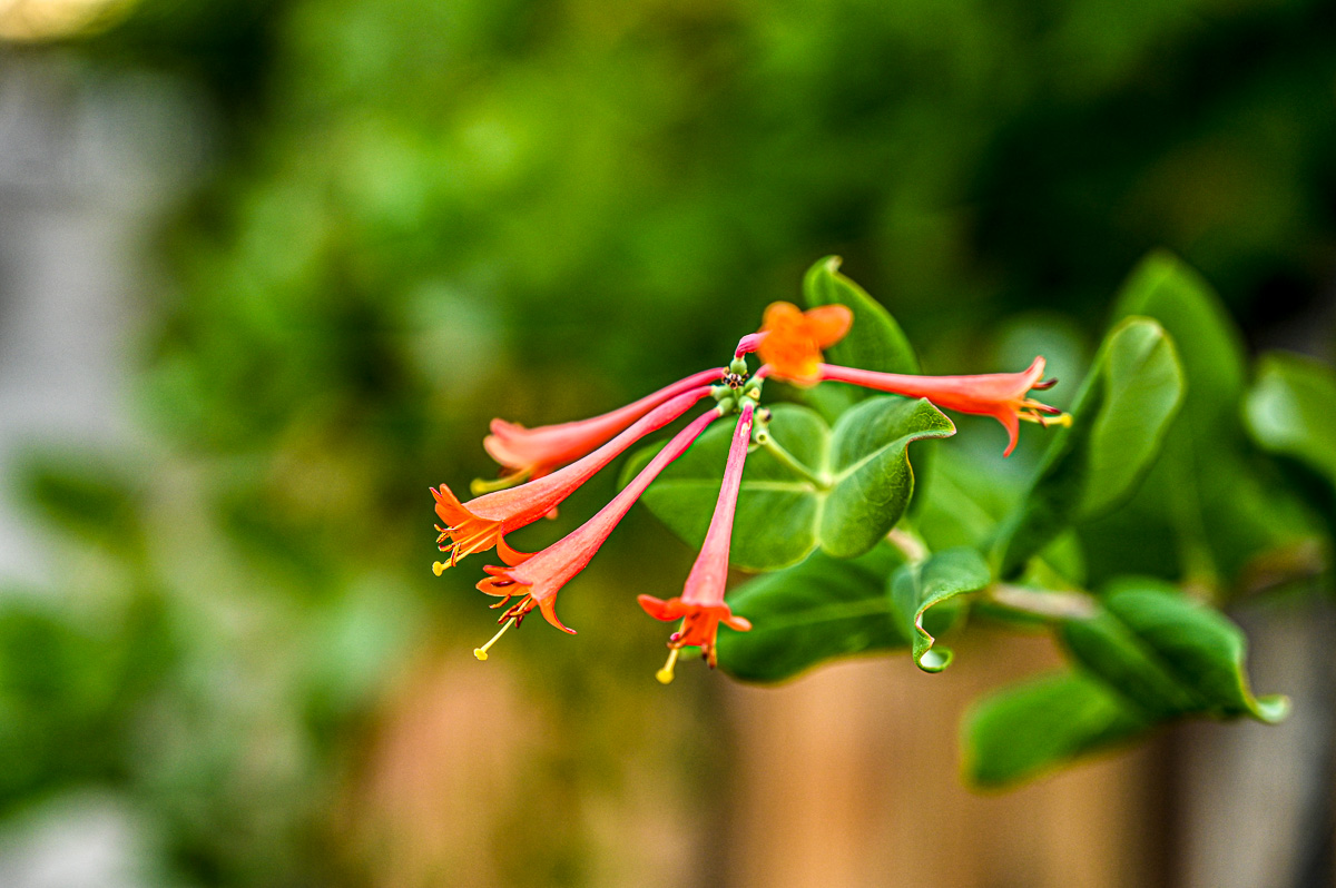 September Equinox Dawn 2022 | The Cosmos