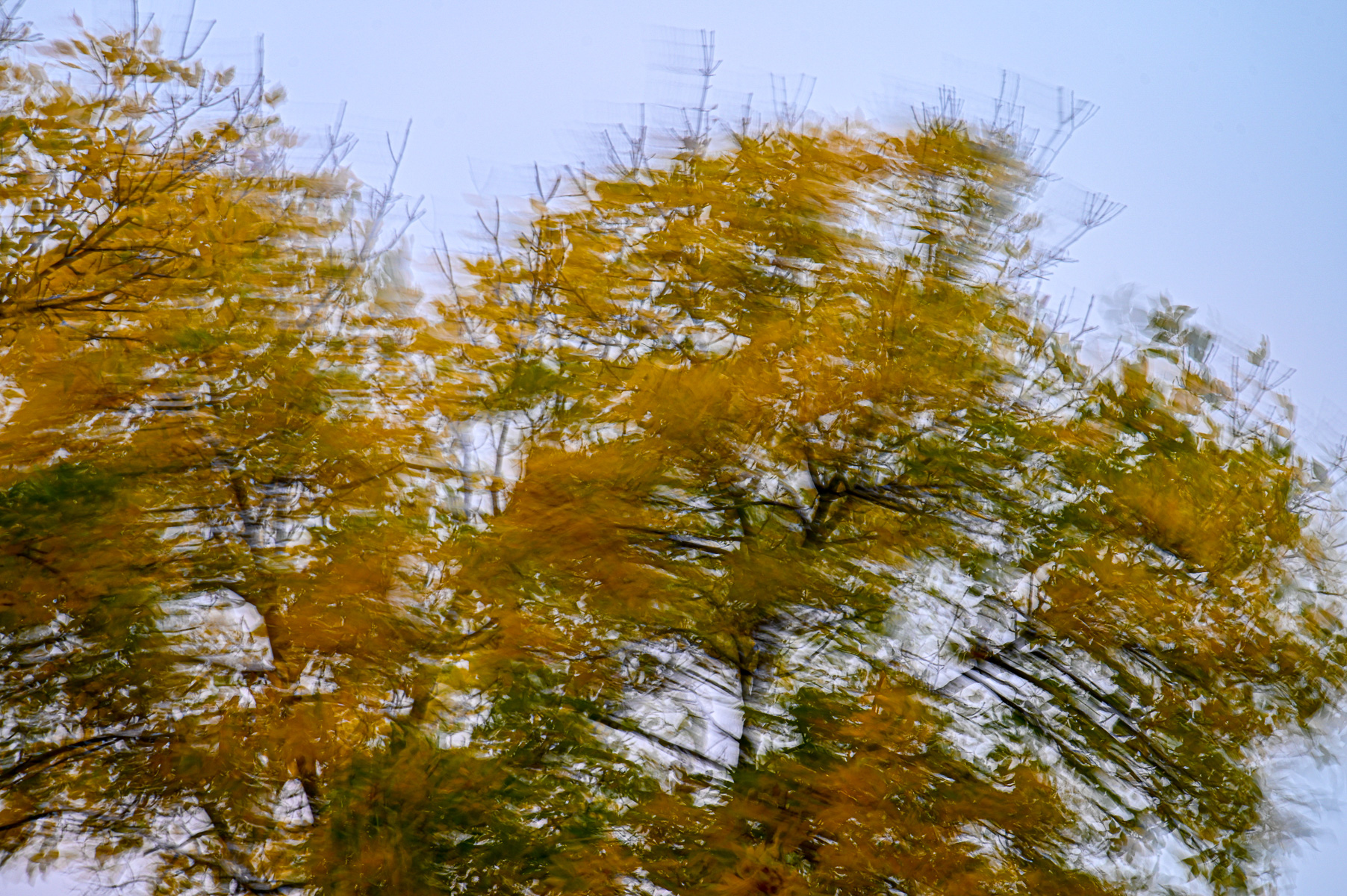 Ash Tree | The Cosmos