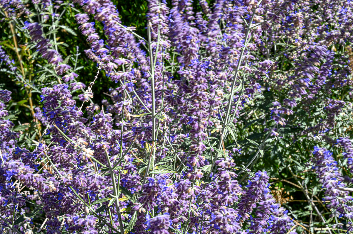 Lavender Bush in the Breeze | The Cosmos